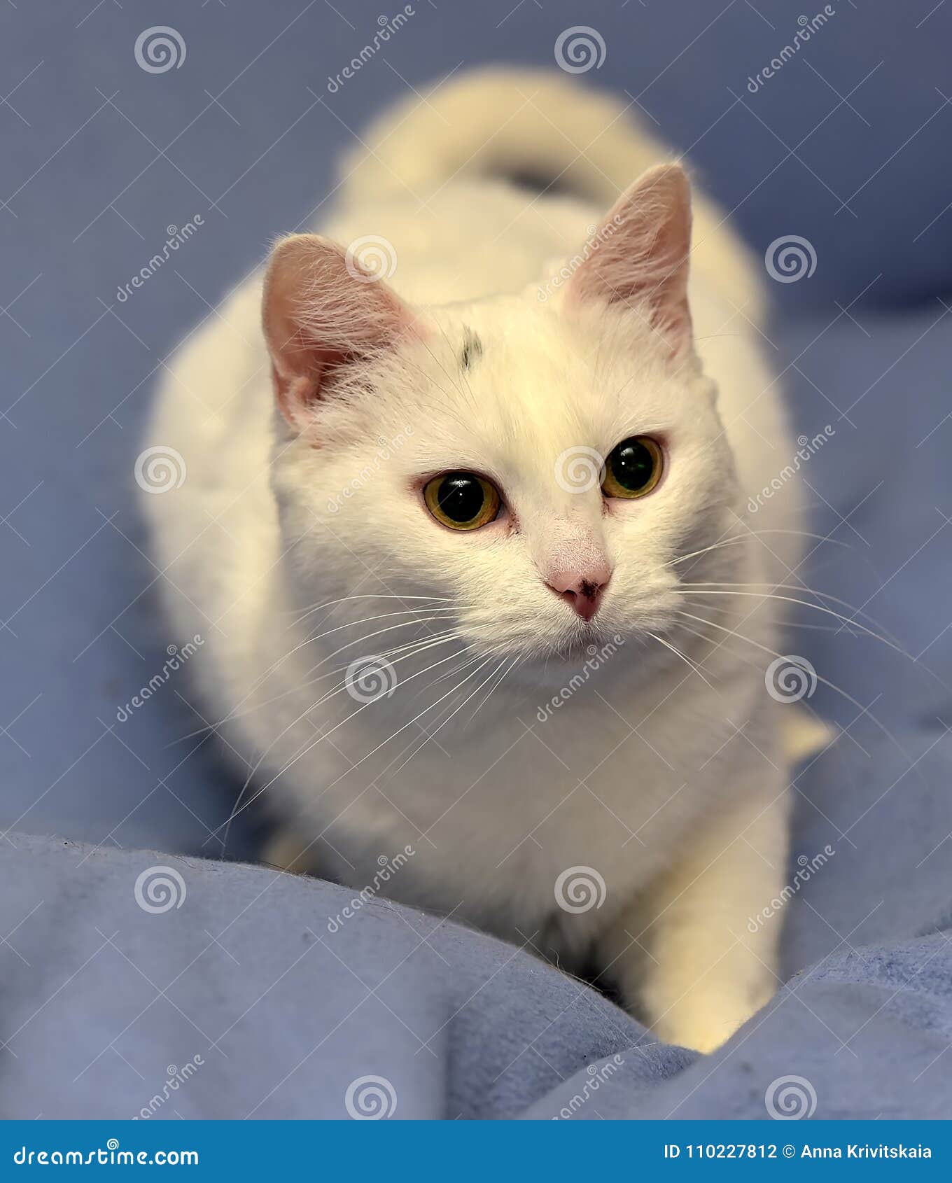 Gato blanco del albino foto de archivo. Imagen de completo - 110227812