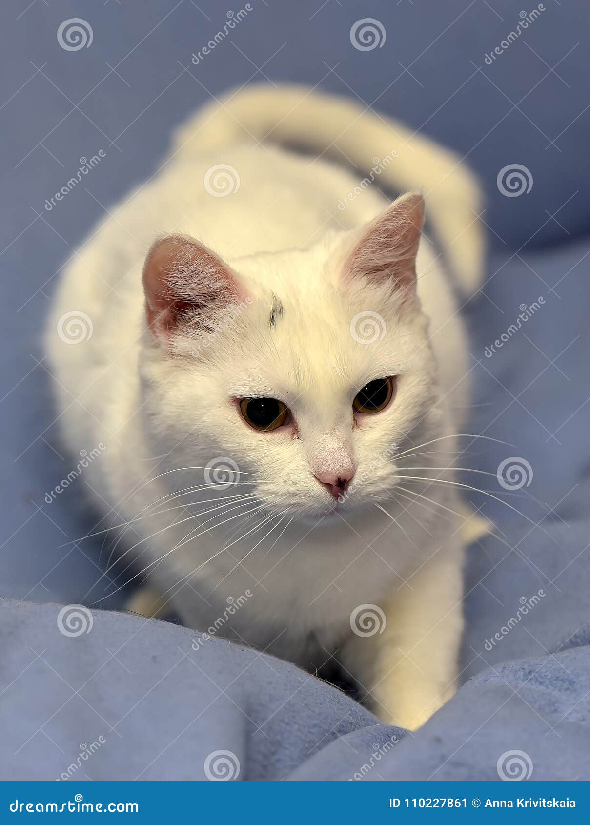 Gato blanco del albino imagen de archivo. Imagen de completo - 110227861