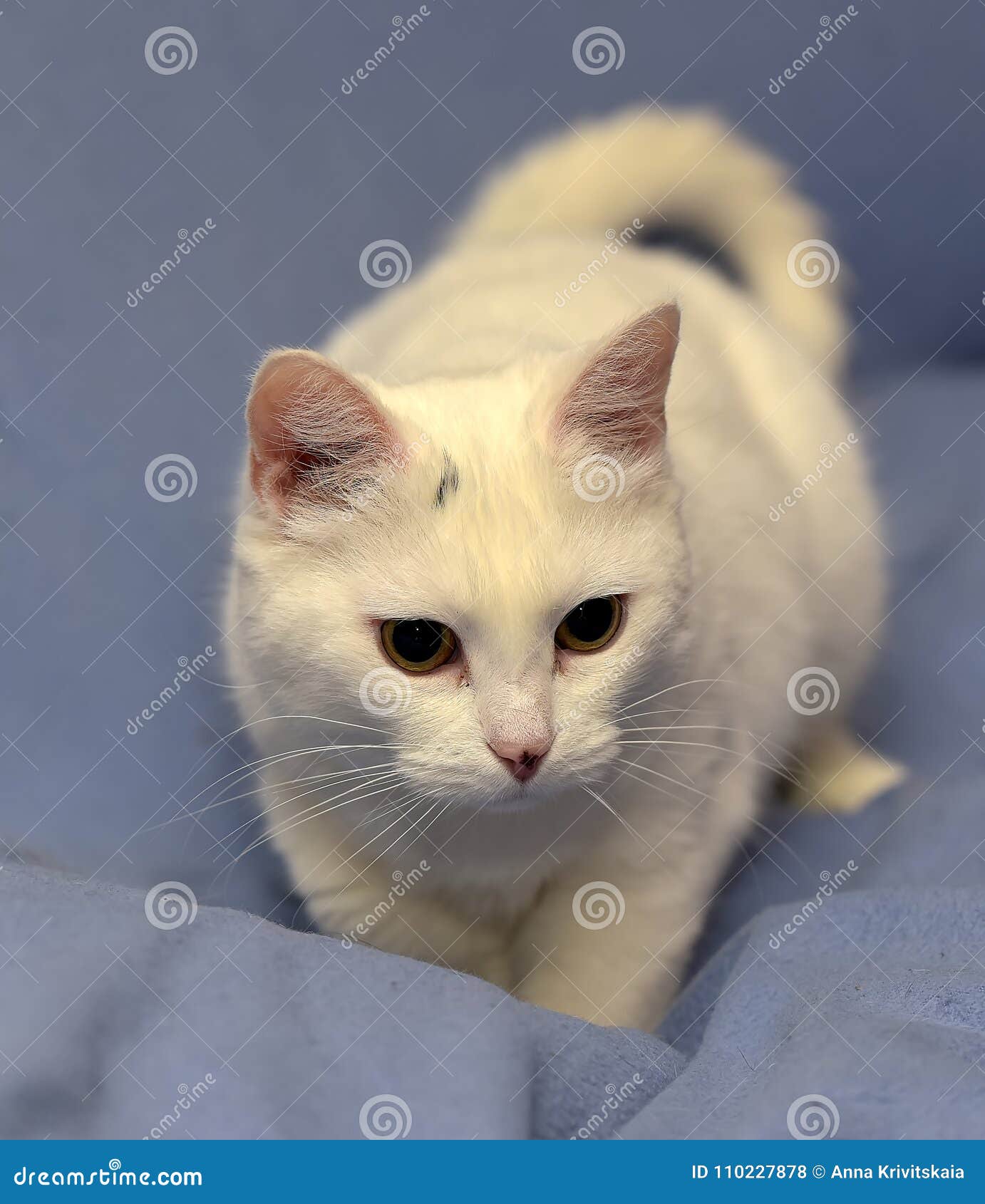 Gato blanco del albino foto de archivo. Imagen de alarma - 110227878