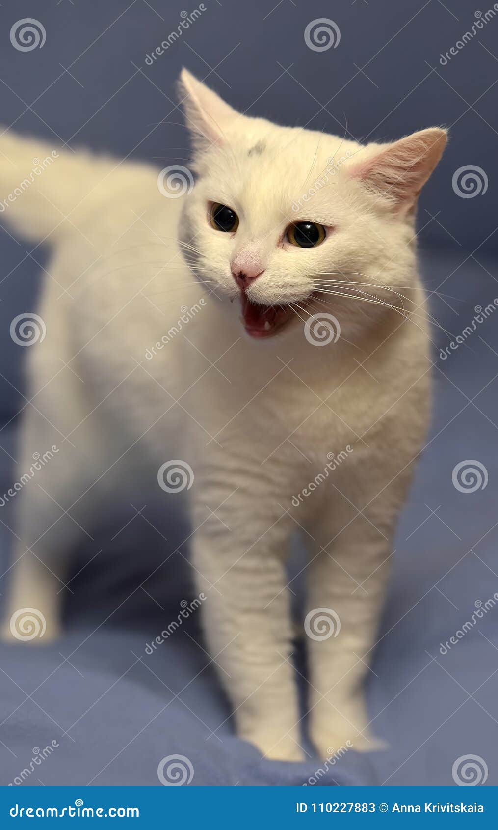 Gato blanco del albino imagen de archivo. Imagen de atento - 110227883