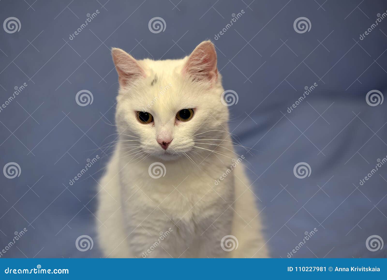 Gato blanco del albino imagen de archivo. Imagen de barbas - 110227981