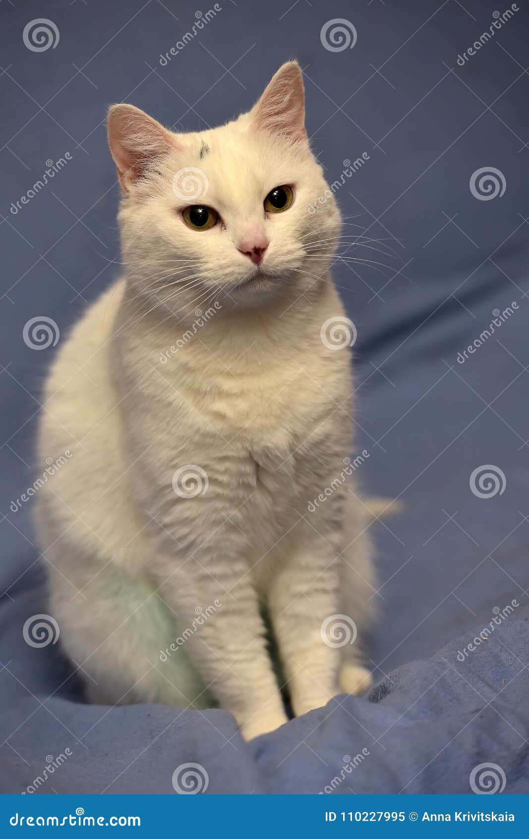 Gato blanco del albino imagen de archivo. Imagen de felino - 110227995