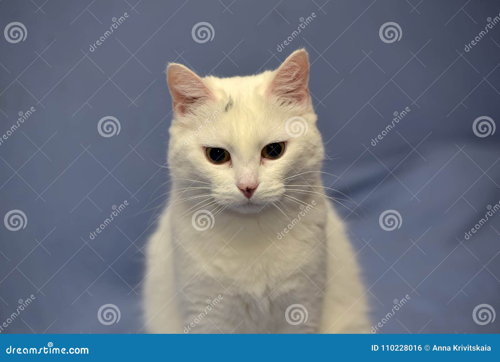 Gato blanco del albino foto de archivo. Imagen de casta - 110228016