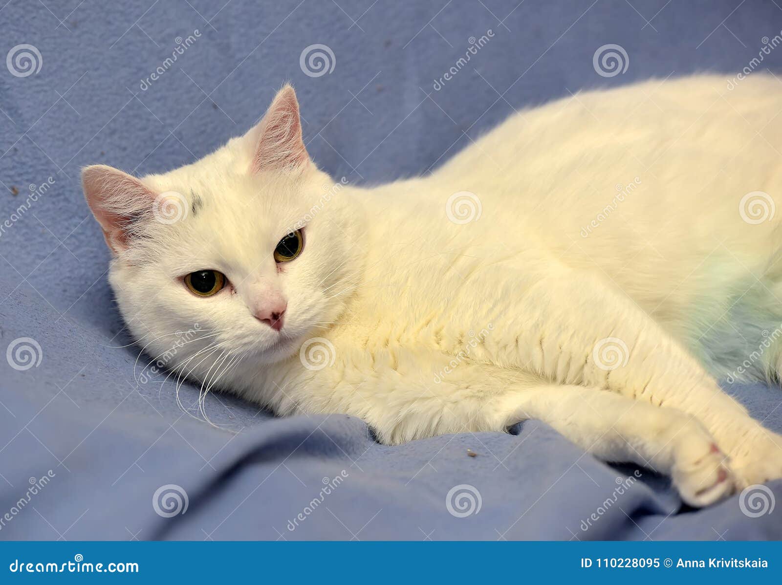 Gato blanco del albino imagen de archivo. Imagen de hermoso - 110228095