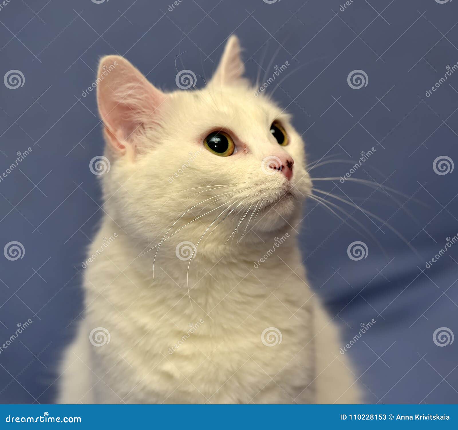 Gato blanco del albino imagen de archivo. Imagen de retrato - 110228153