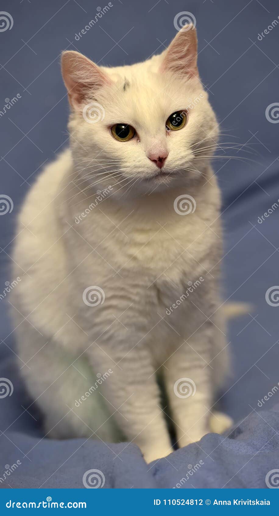 Gato blanco del albino foto de archivo. Imagen de fondo - 110524812