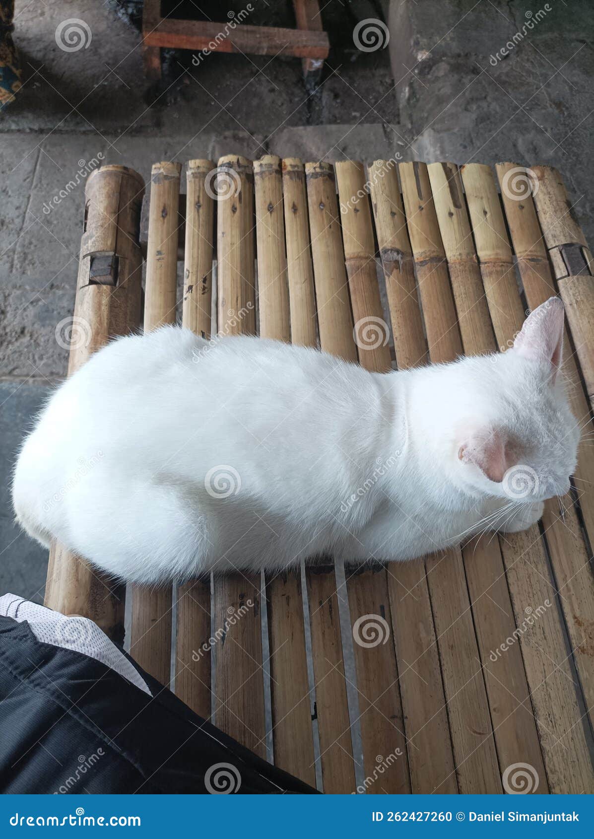 Gato Blanco En El Mercado Tradicional Foto de archivo - Imagen de gato ...
