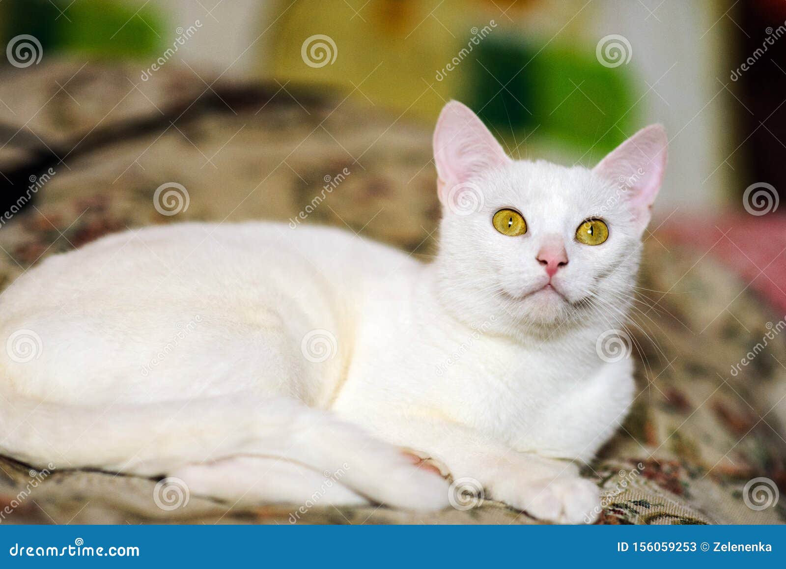 Gato branco imagem de stock. Imagem de macio, gato, gatinho - 156059253