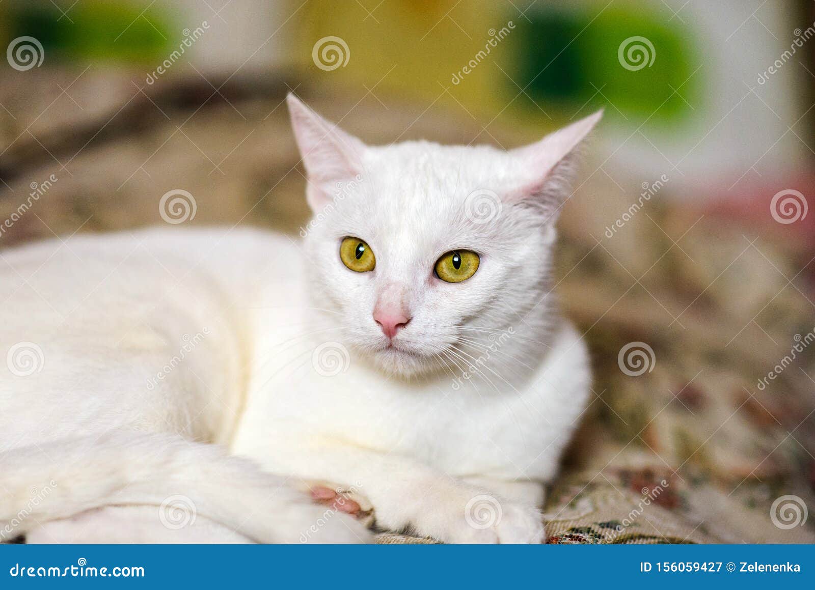 Gato branco imagem de stock. Imagem de branco, macio - 156059427