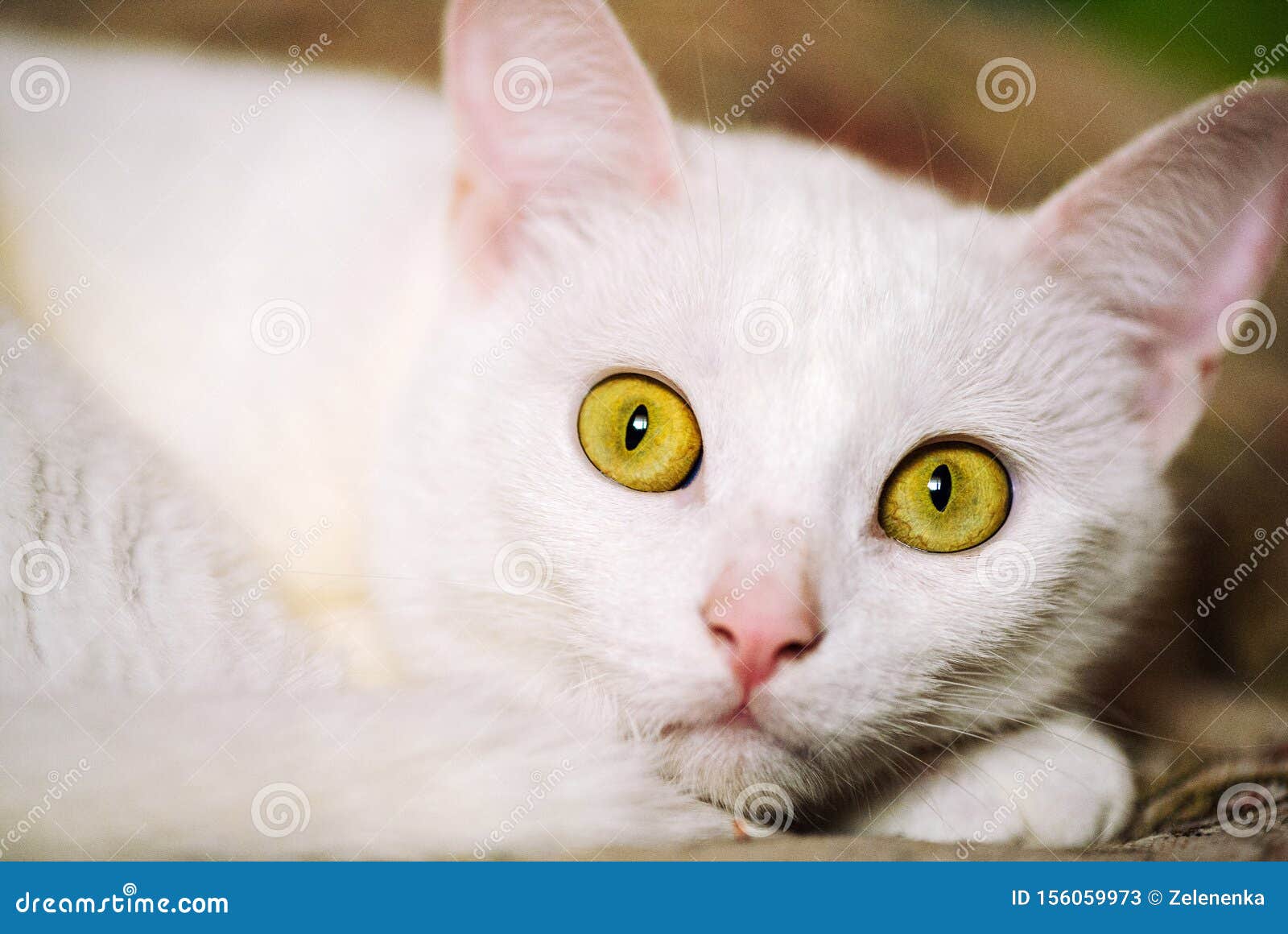 Gato branco imagem de stock. Imagem de macio, retrato - 156059973