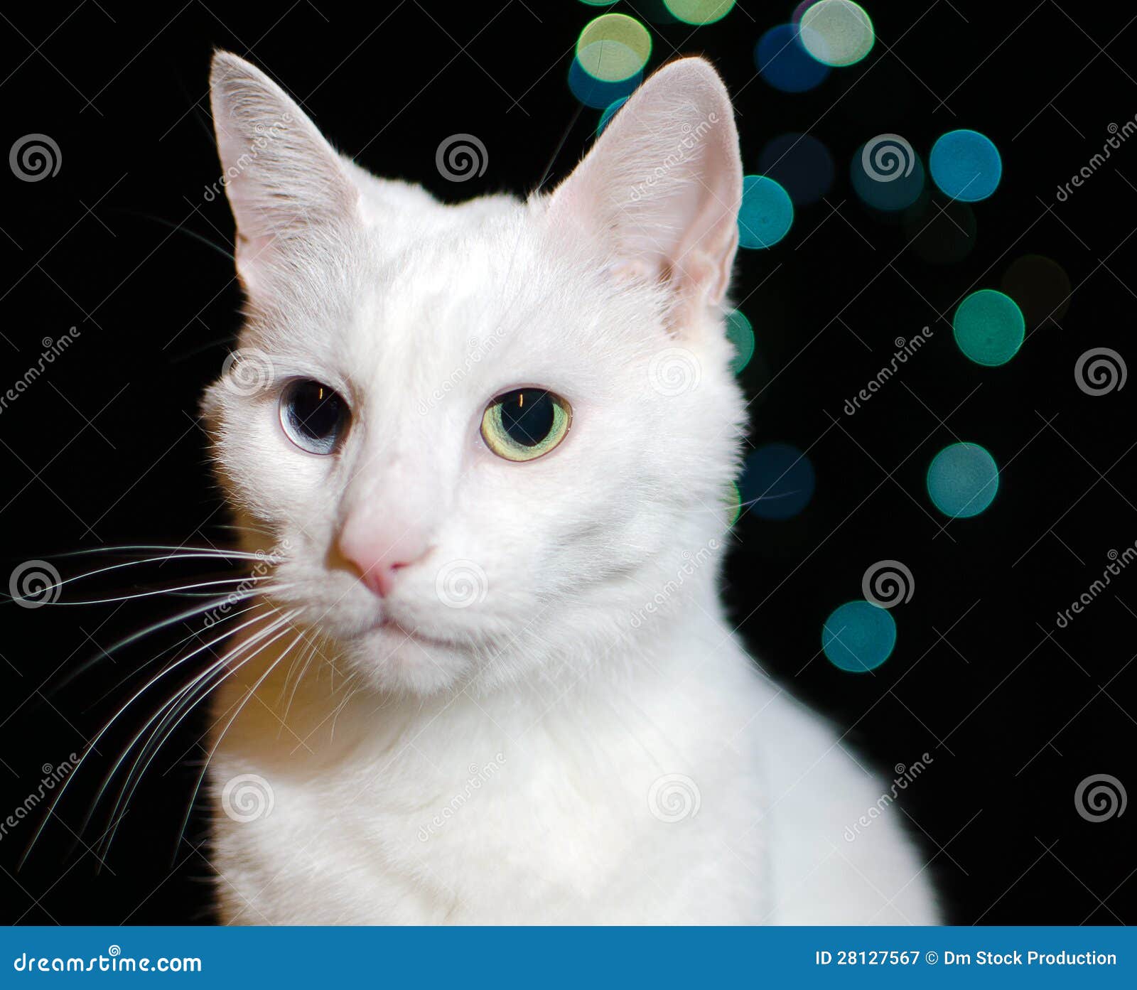 Gato branco imagem de stock. Imagem de olhos, feriado - 28127567