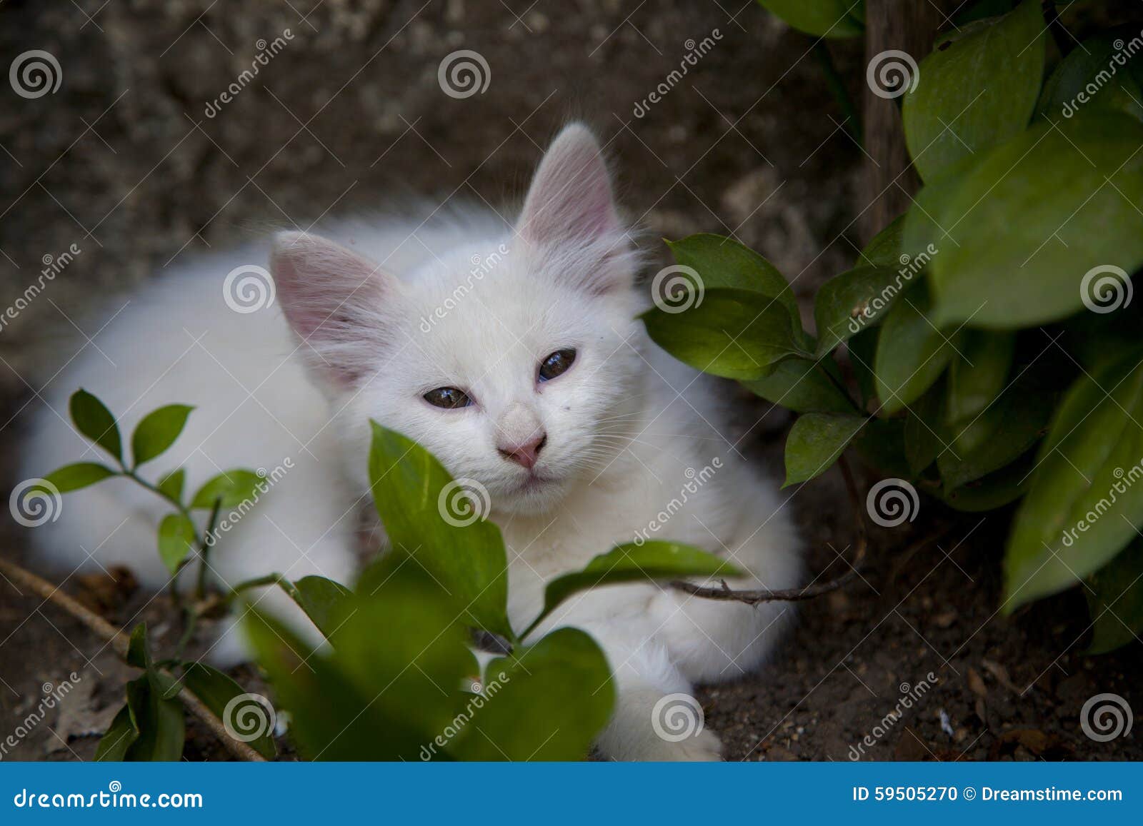 Gato branco foto de stock. Imagem de gato, fotos, cores - 59505270