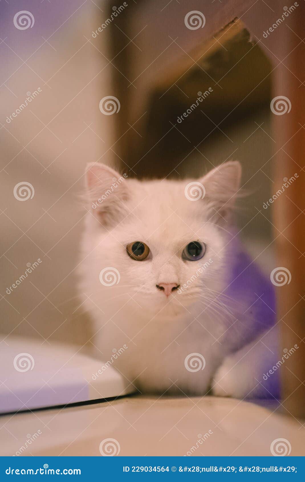 Gato branco foto de stock. Imagem de tabela, gato, branco - 229034564
