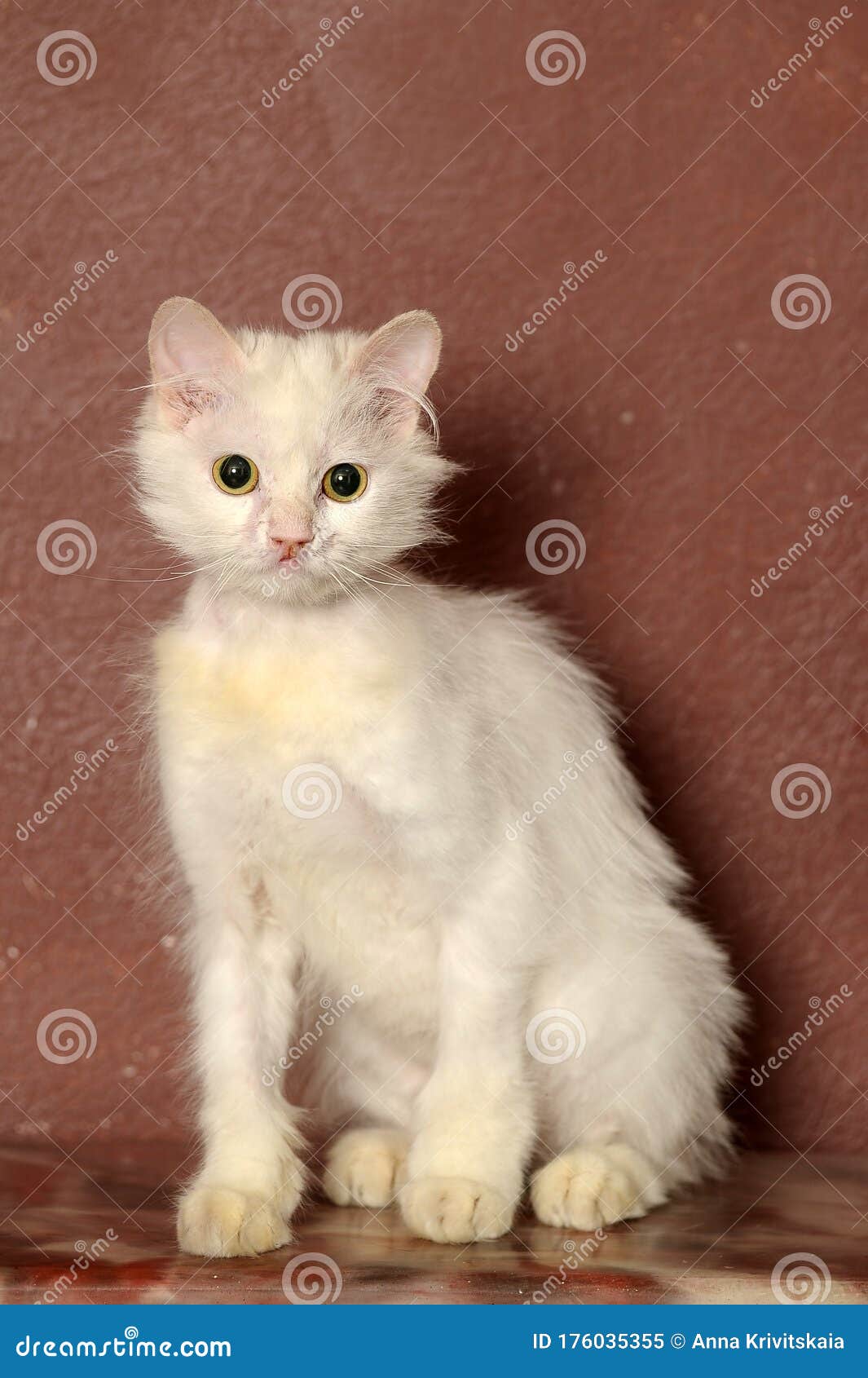 Gato branco imagem de stock. Imagem de velho, viver - 176035355
