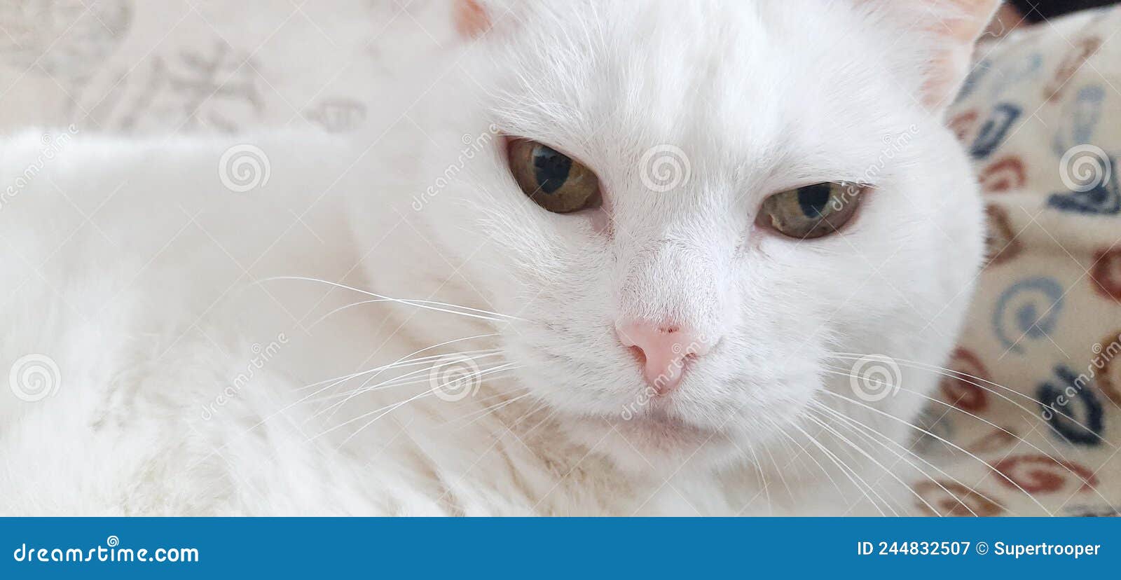 Gato Branco Olhando Para a Câmera Imagem de Stock - Imagem de felino ... Gato Branco Olhando Para a Câmera Imagem de Stock - Imagem de felino ...