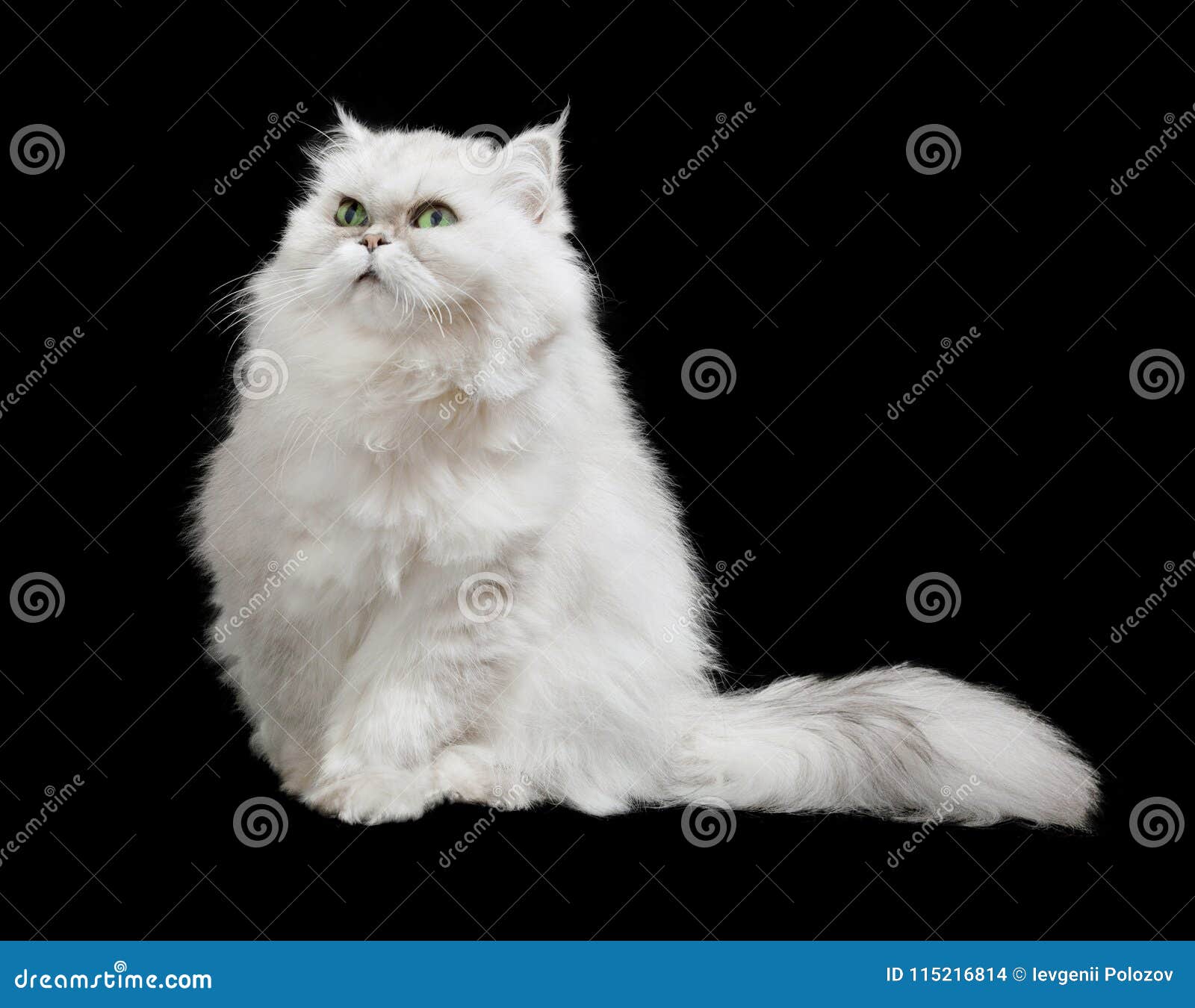 Gato Branco Peludo Bonito Com a Cauda Peludo Longa, Isolada Foto de Stock - Imagem de marrom ...