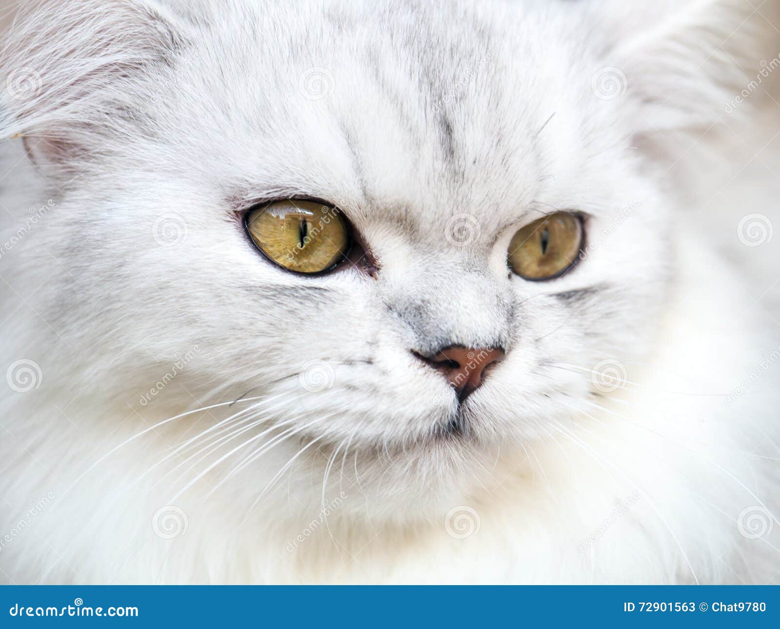 Gato branco persa imagem de stock. Imagem de branco, fofofo - 72901563