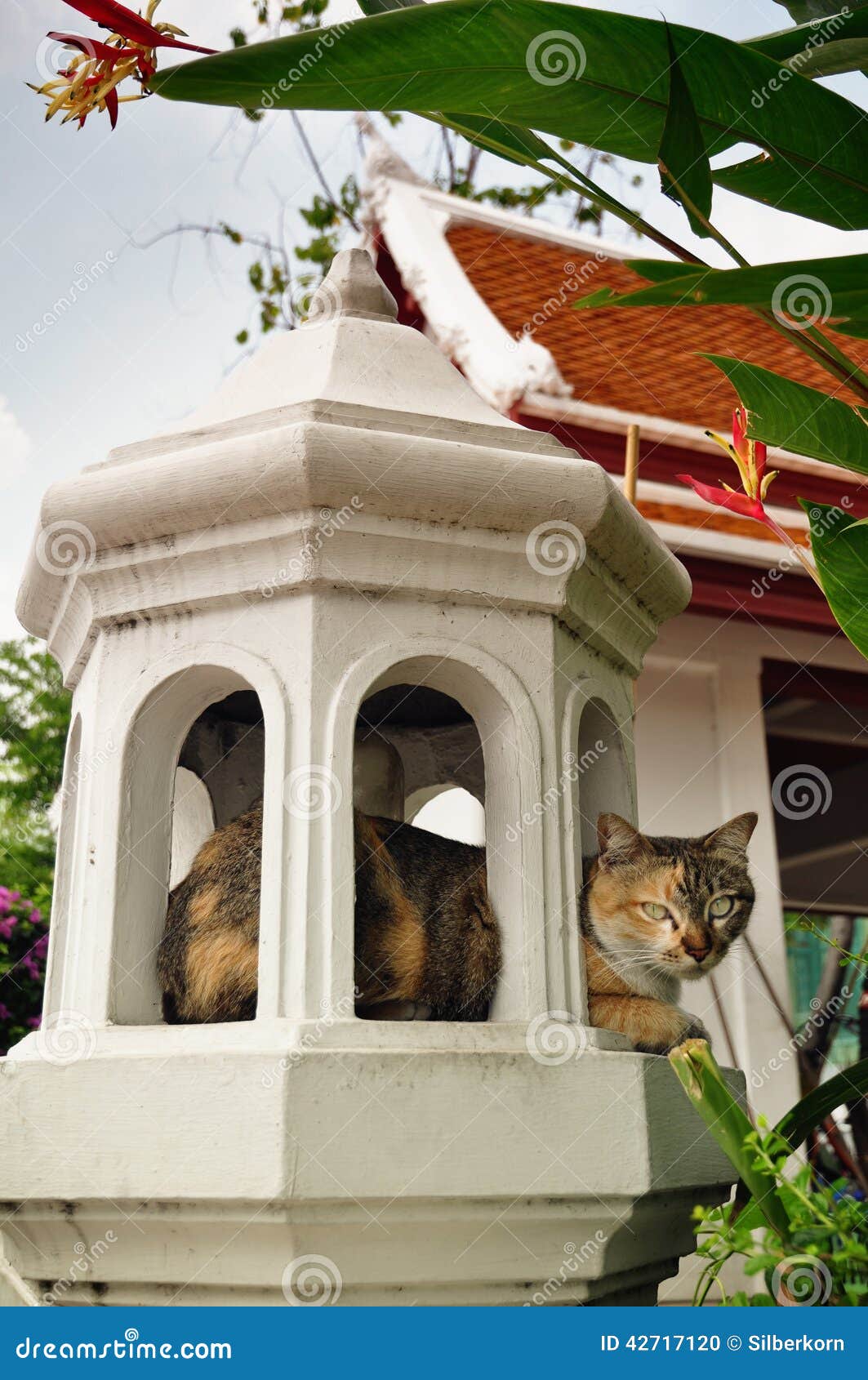 Gato budista foto de archivo. Imagen de recorrido, gato - 42717120