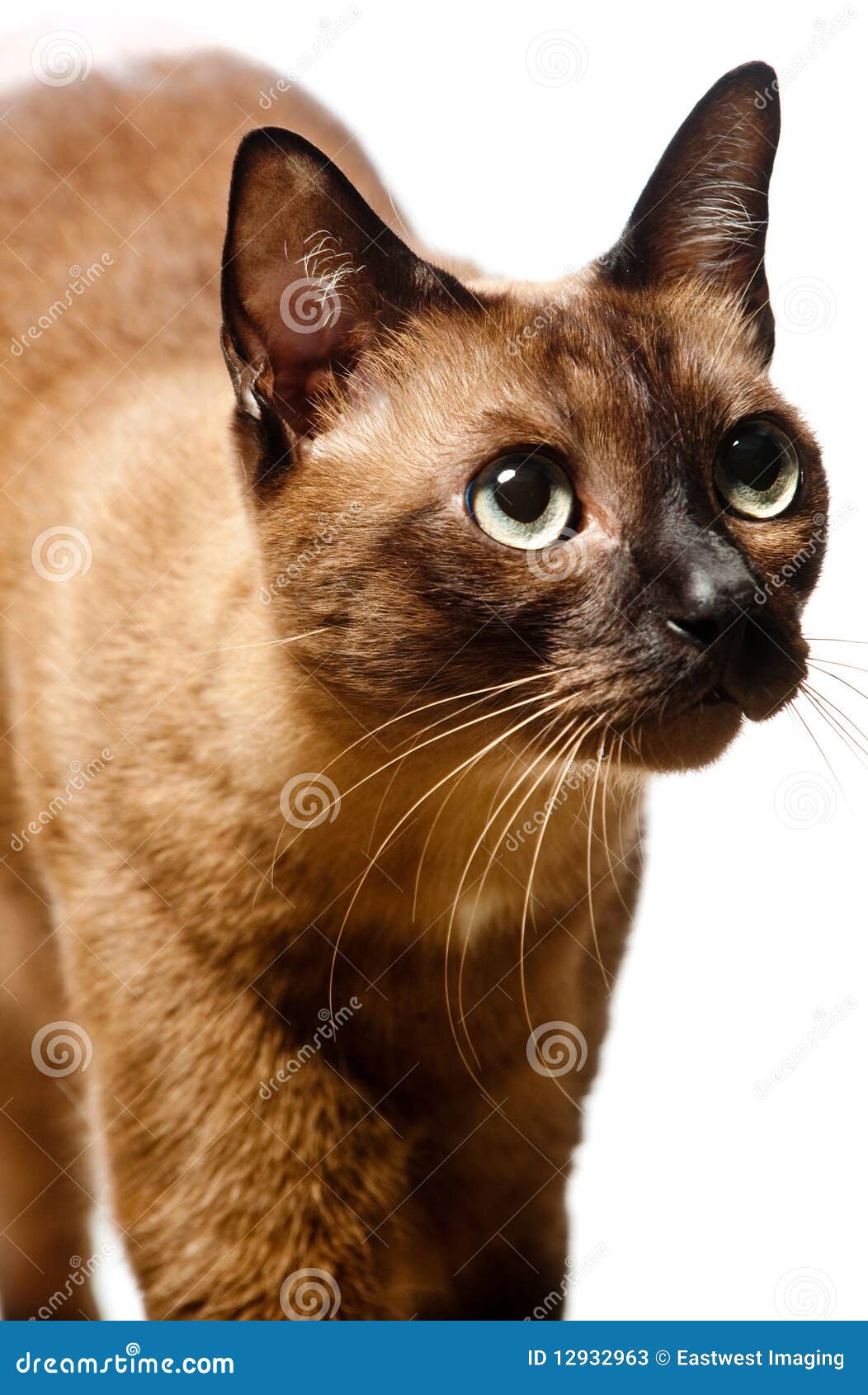 Gato Burmese imagen de archivo. Imagen de gato, mascota - 12932963