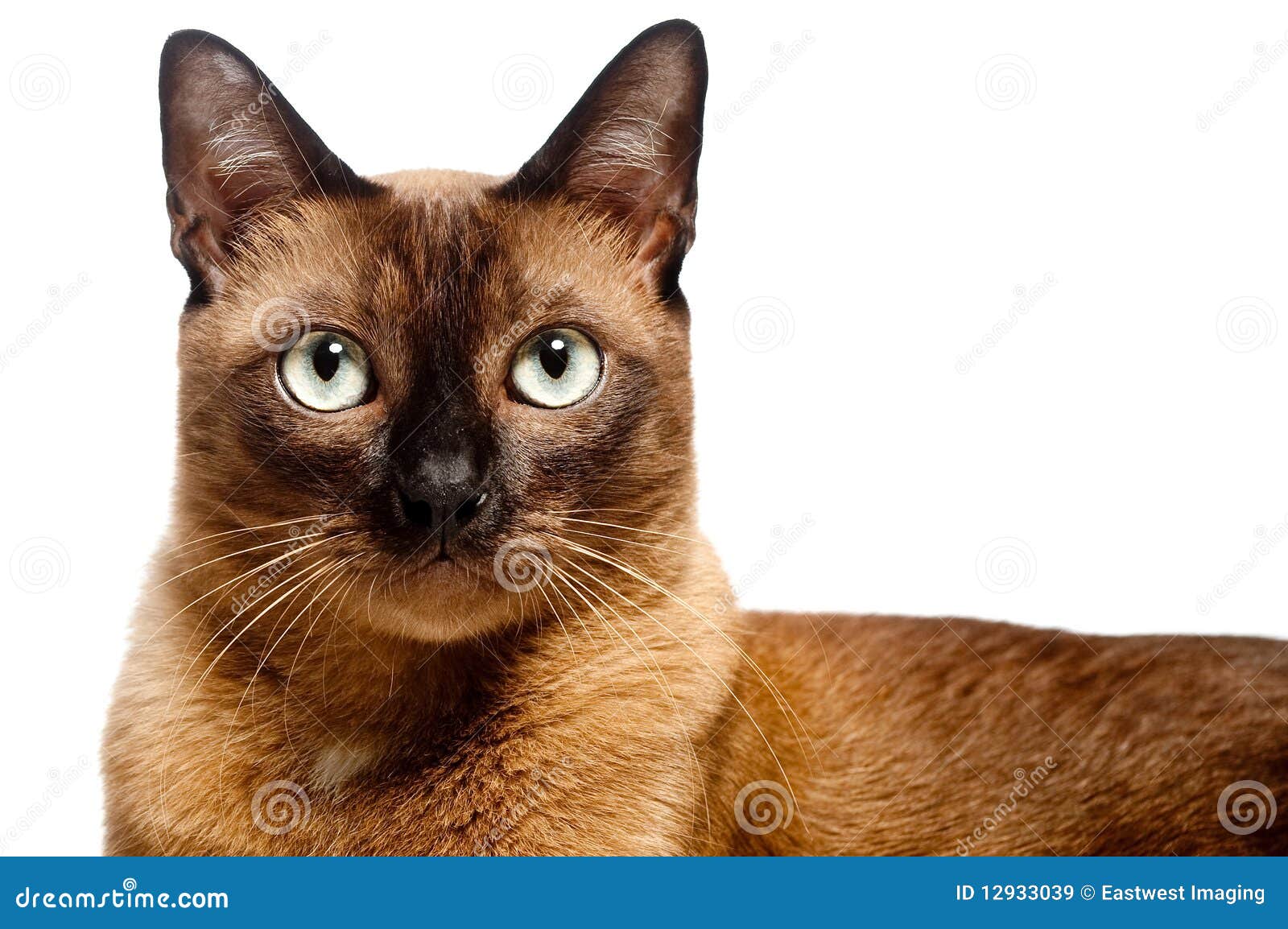 Gato Burmese imagem de stock. Imagem de doméstico, gato - 12933039