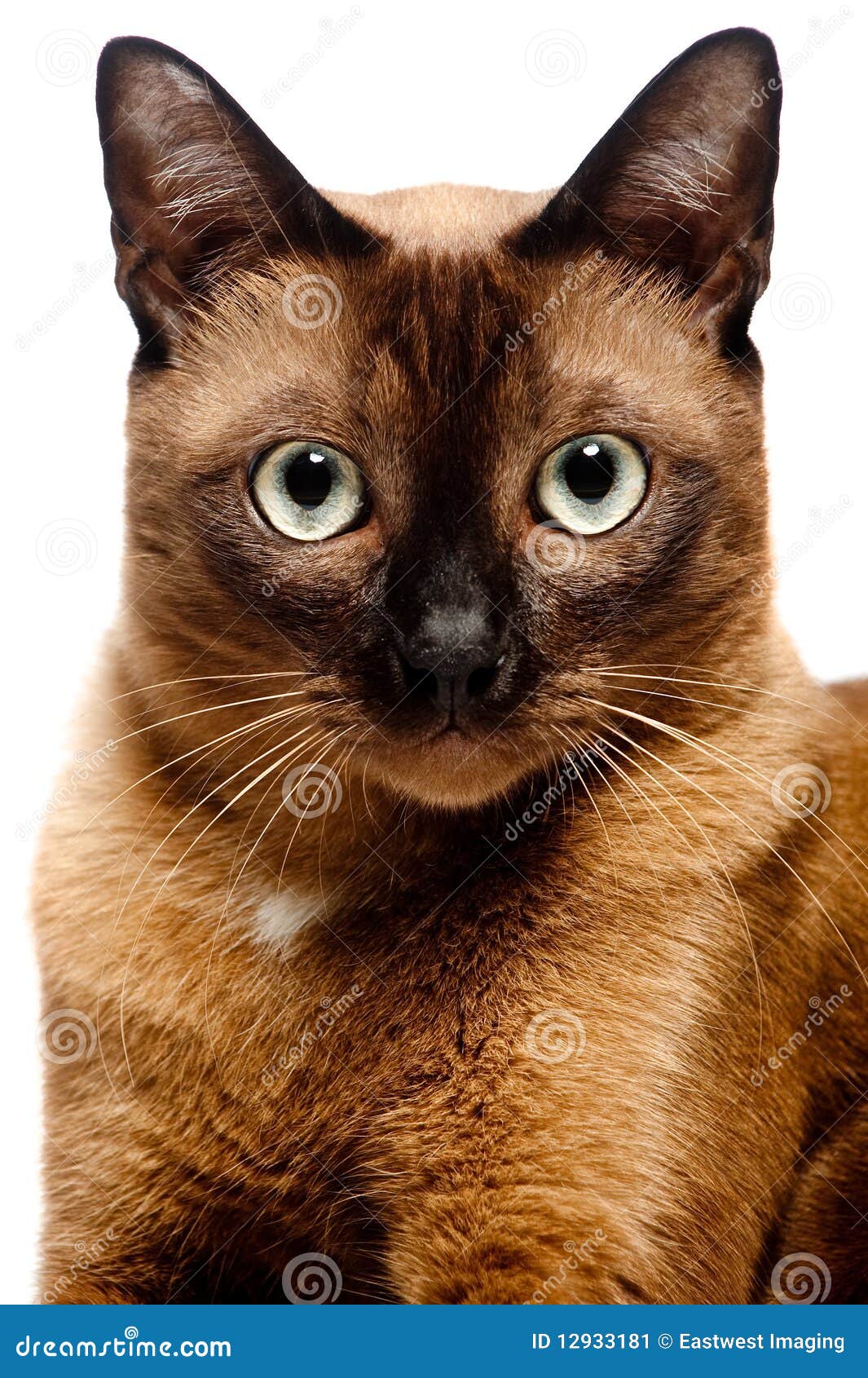 Gato Burmese imagen de archivo. Imagen de gato, birmano - 12933181