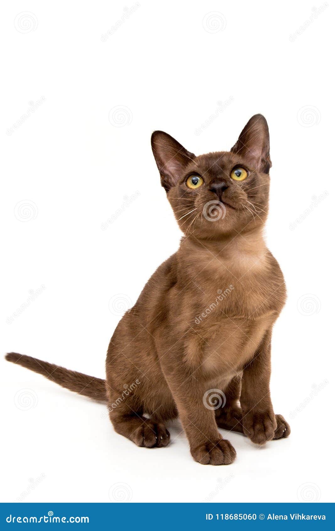 Gato Burmese De Brown Em Um Fundo Branco Foto de Stock - Imagem de ...