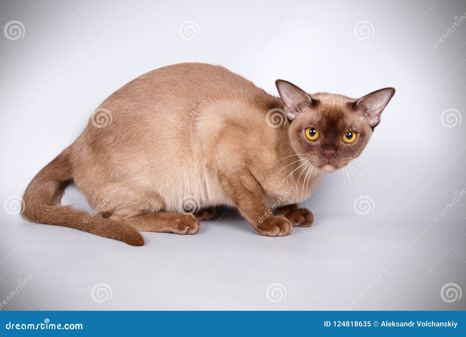 Gato Burmese Em Fundos Coloridos Imagem de Stock - Imagem de soprado ...