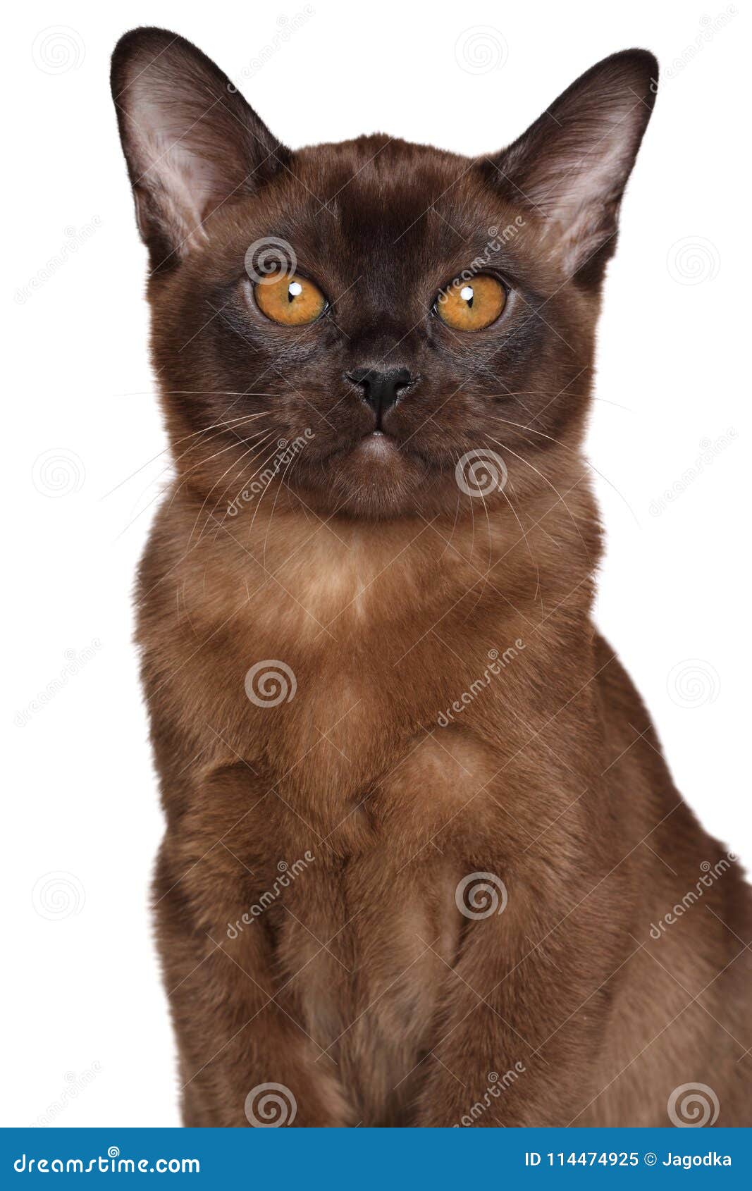 Gato Burmese Isolado No Fundo Branco Imagem de Stock - Imagem de animal ...
