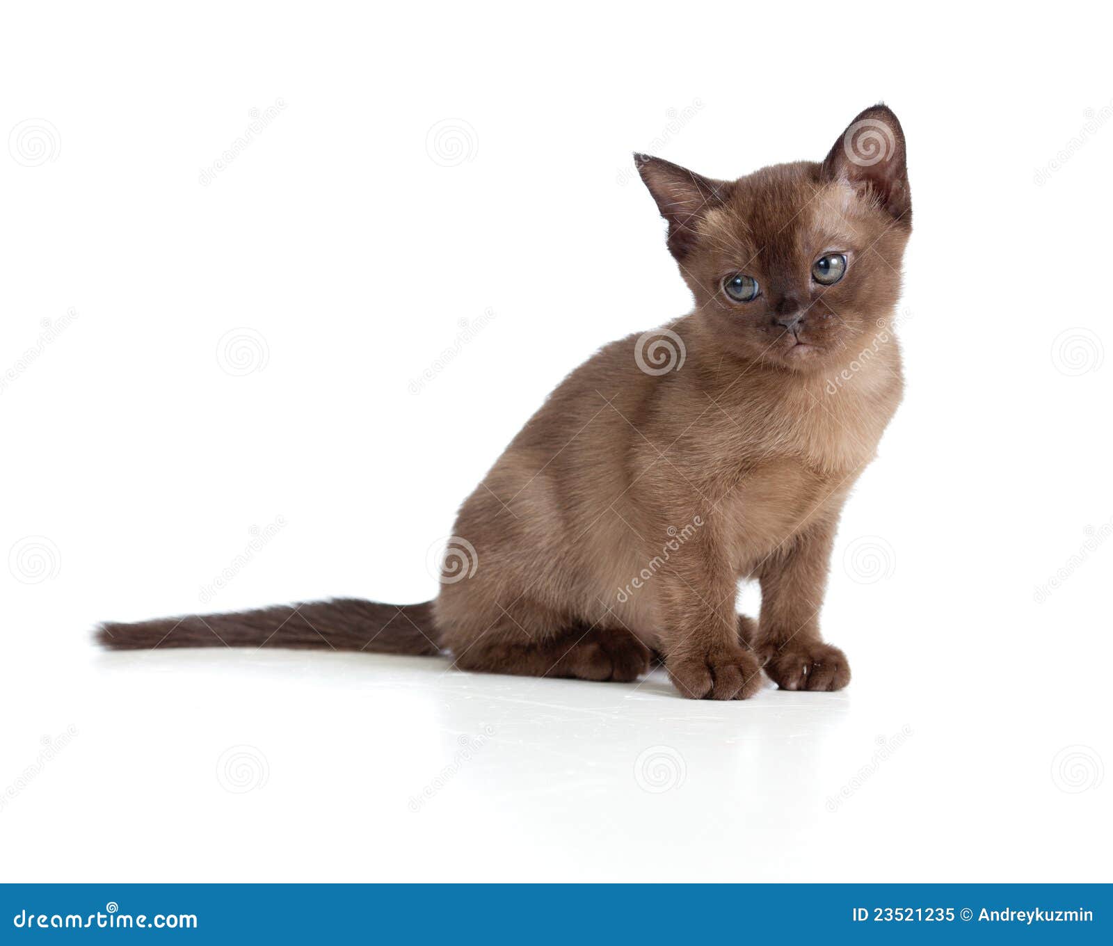 Gato Burmese Triste Que Se Sienta En Blanco Imagen de archivo - Imagen ...