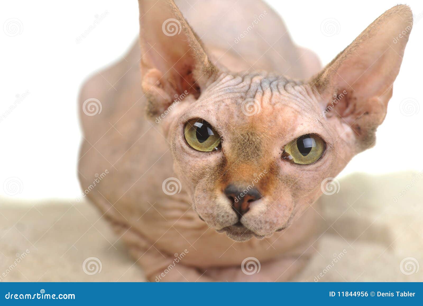 Gato calvo foto de stock. Imagem de branco, careca, fundo - 11844956