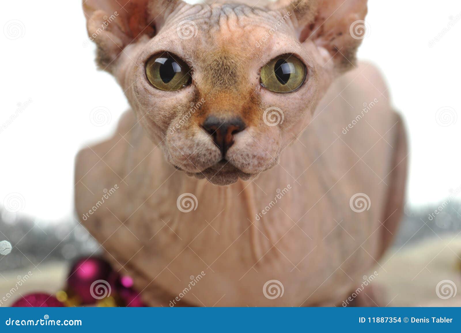 Gato calvo foto de archivo. Imagen de esfinge, calvo - 11887354