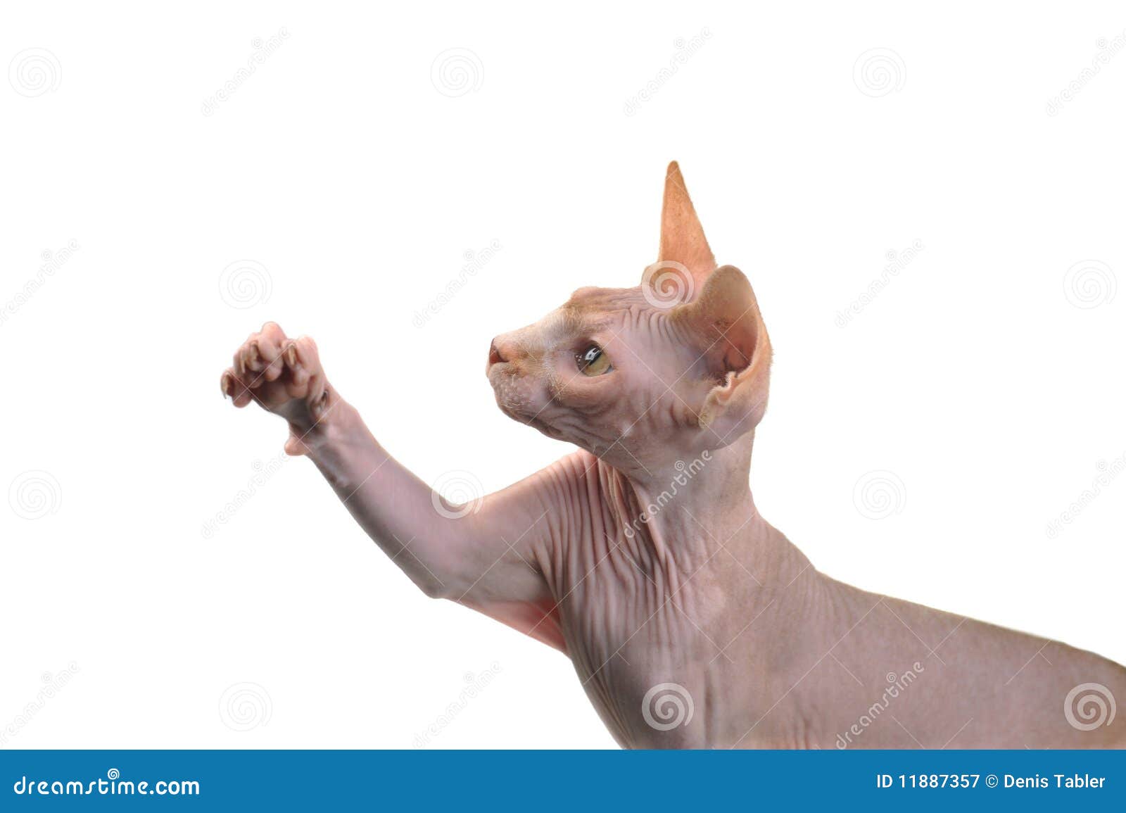 Gato calvo imagen de archivo. Imagen de gris, esfinge - 11887357