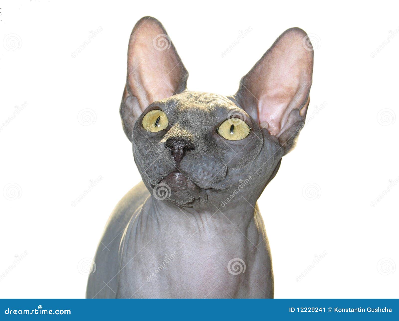 Gato calvo imagem de stock. Imagem de cara, felino, retrato - 12229241