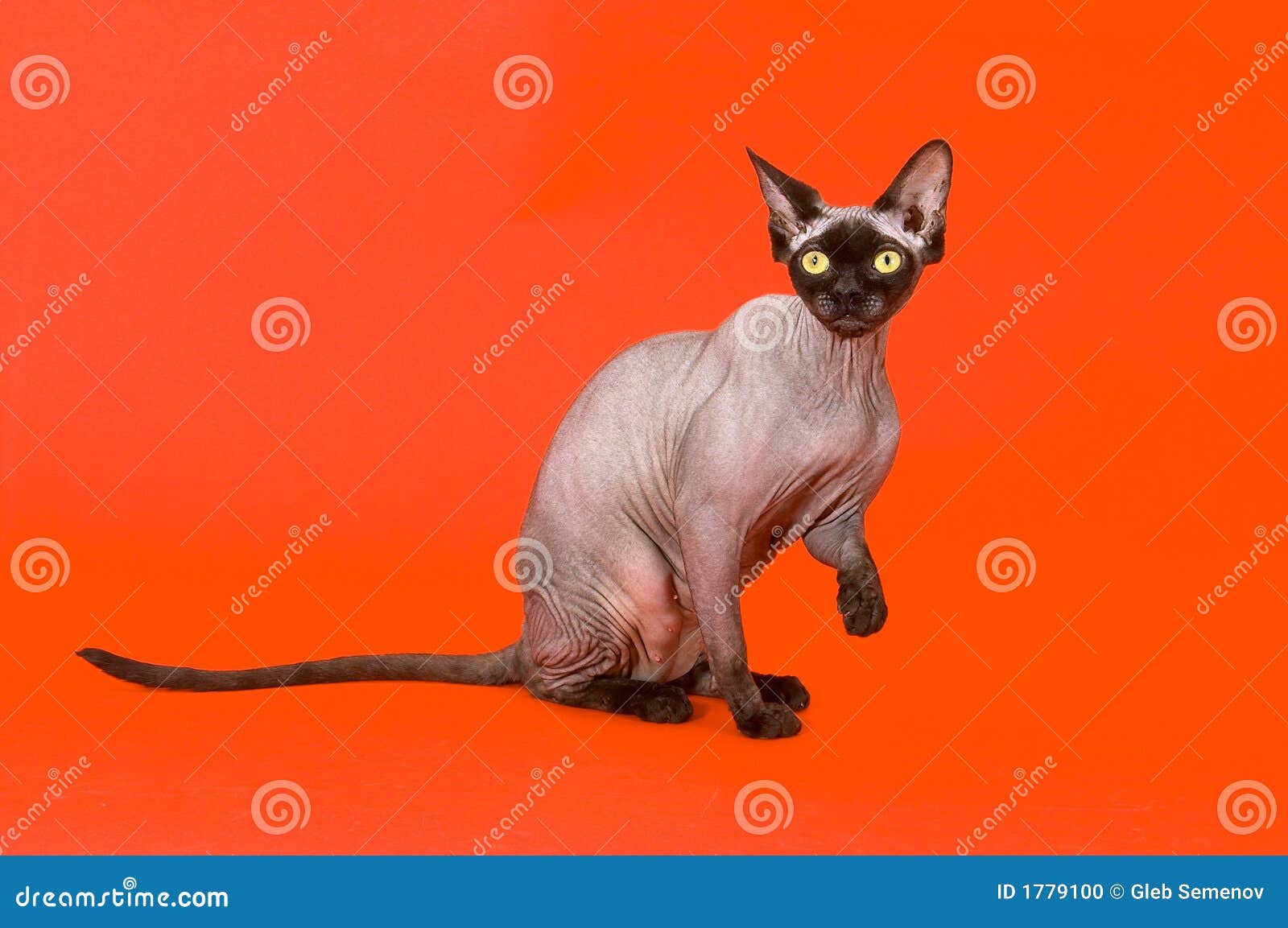 Gato calvo foto de archivo. Imagen de arrugas, hairless - 1779100