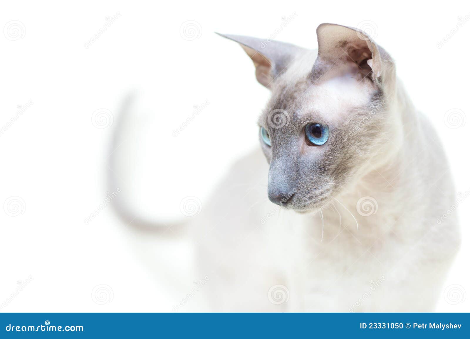 Gato calvo foto de stock. Imagem de jogo, pets, nanômetro - 23331050