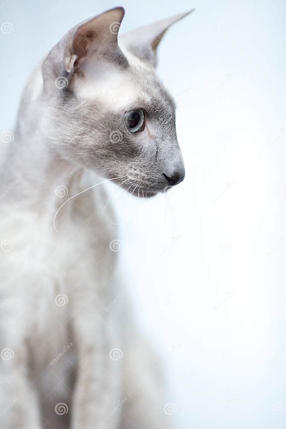 Gato calvo imagem de stock. Imagem de bonito, animal - 23331061