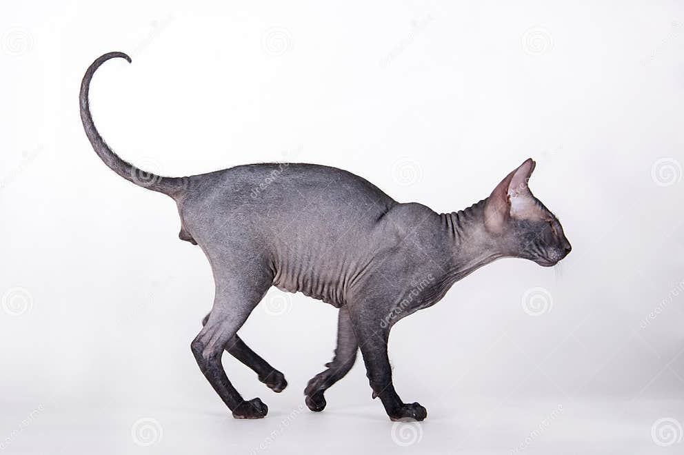 Gato calvo foto de archivo. Imagen de capa, felino, borroso - 24026152