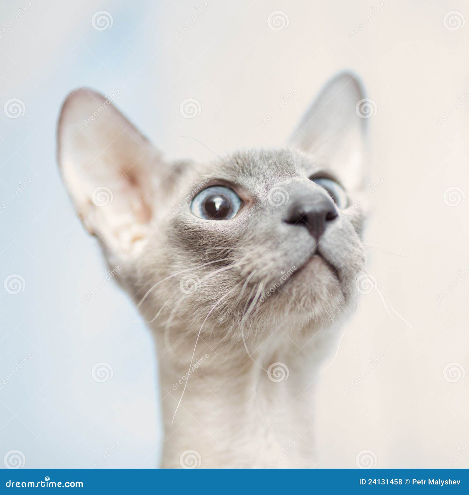 Gato calvo foto de stock. Imagem de cabeleira, gatinho - 24131458