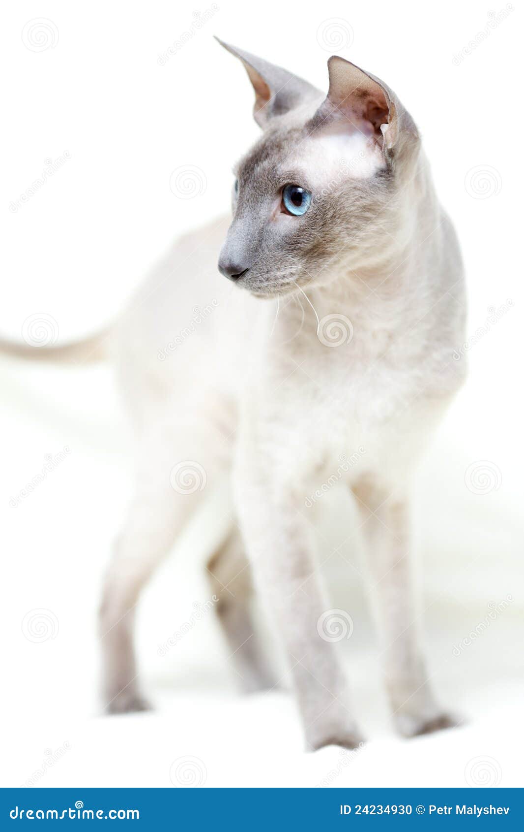 Gato calvo foto de stock. Imagem de calma, olho, gato - 24234930