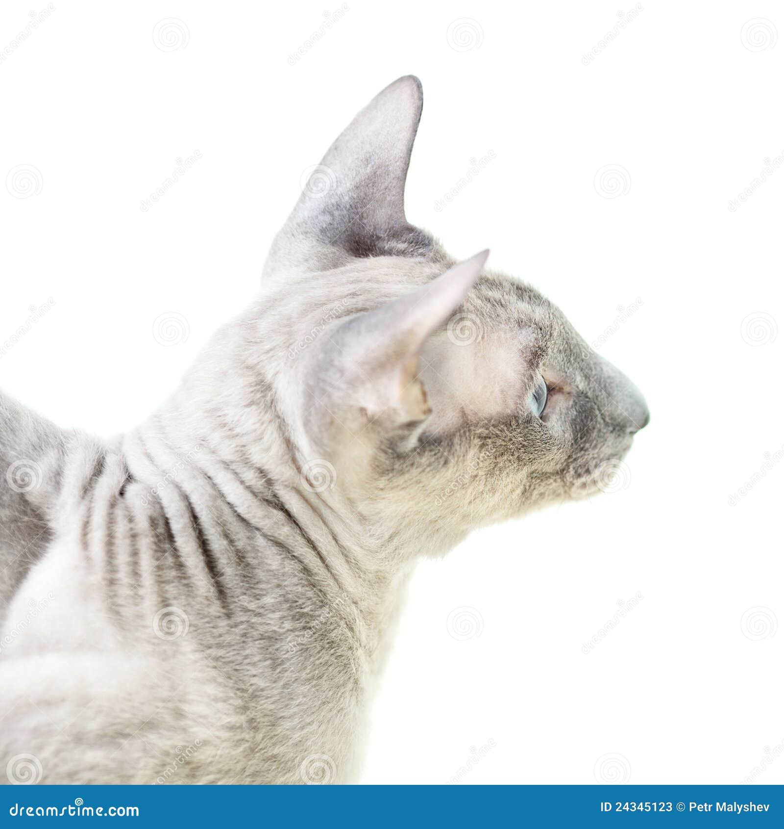 Gato calvo imagem de stock. Imagem de curiosidade, olhar - 24345123