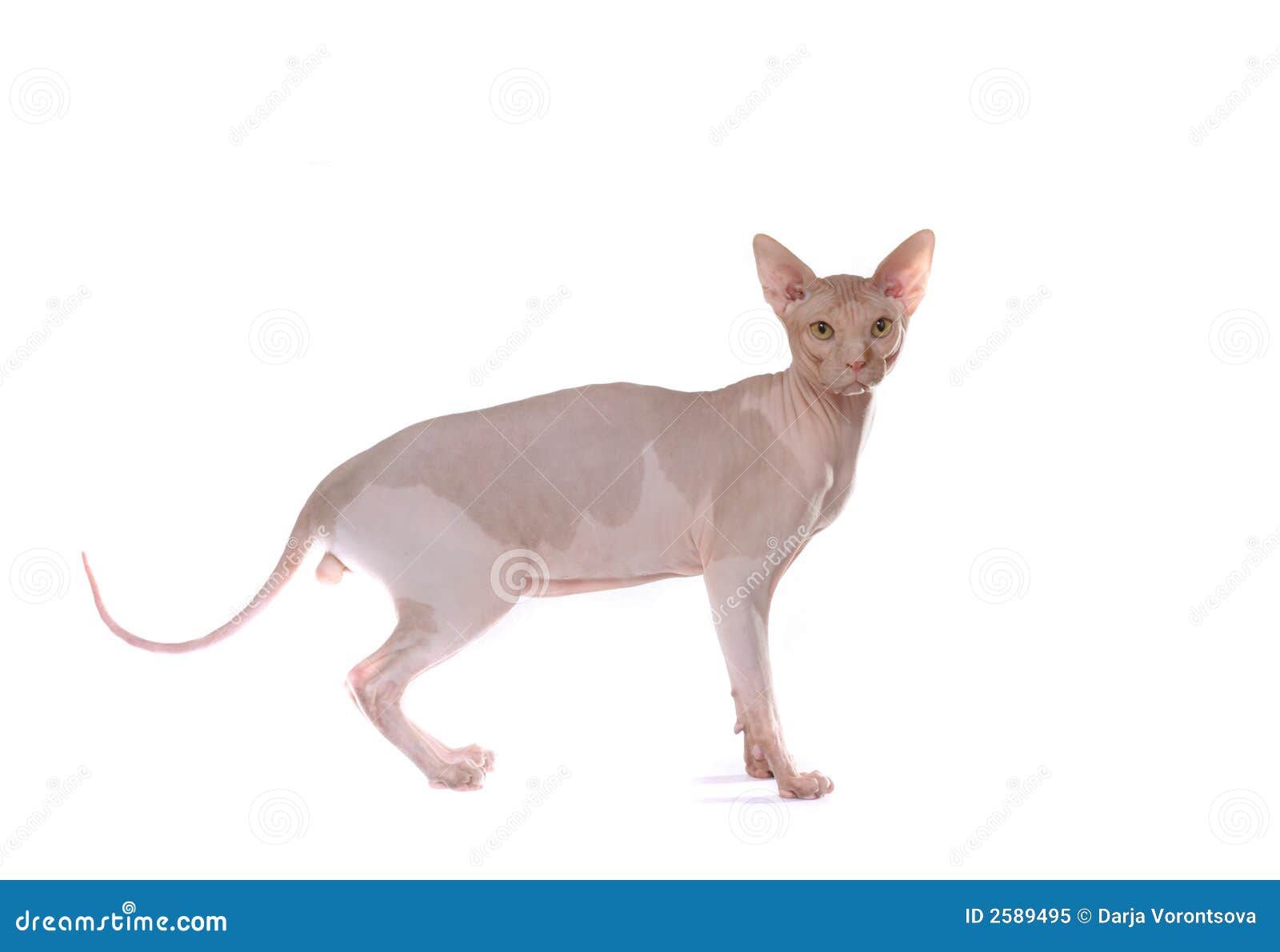 Gato calvo imagem de stock. Imagem de gatinho, canadense - 2589495