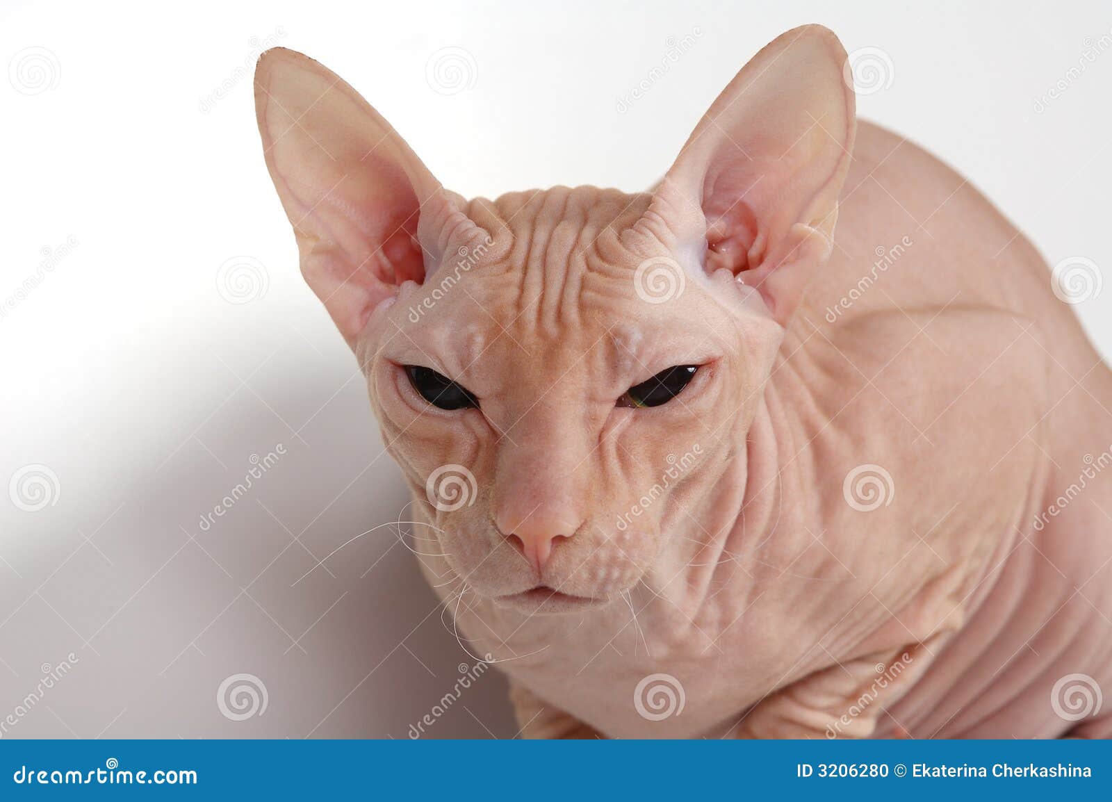 Gato calvo foto de archivo. Imagen de pista, oferta, irregular - 3206280