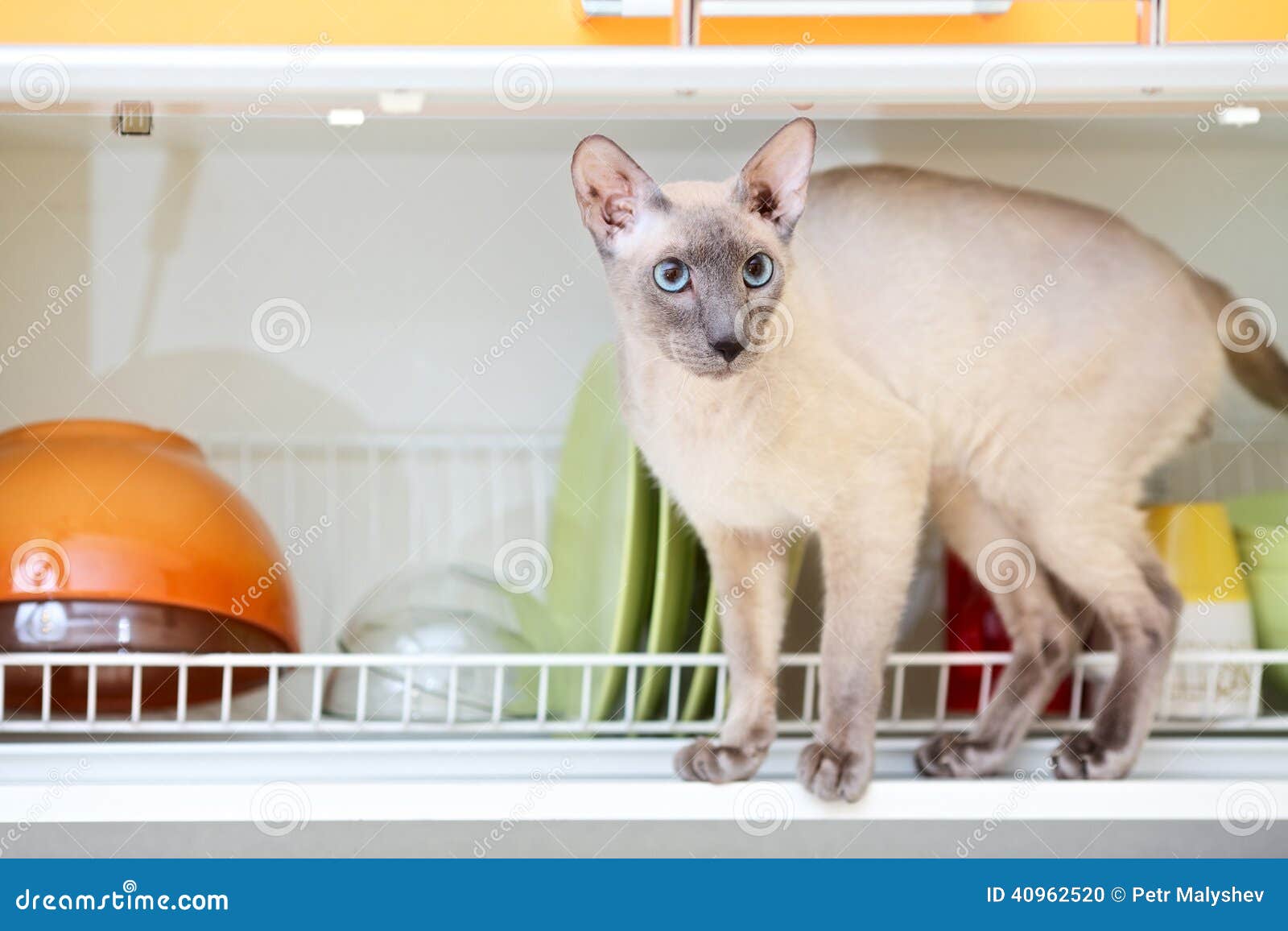 Gato calvo foto de stock. Imagem de horizontal, oriental - 40962520