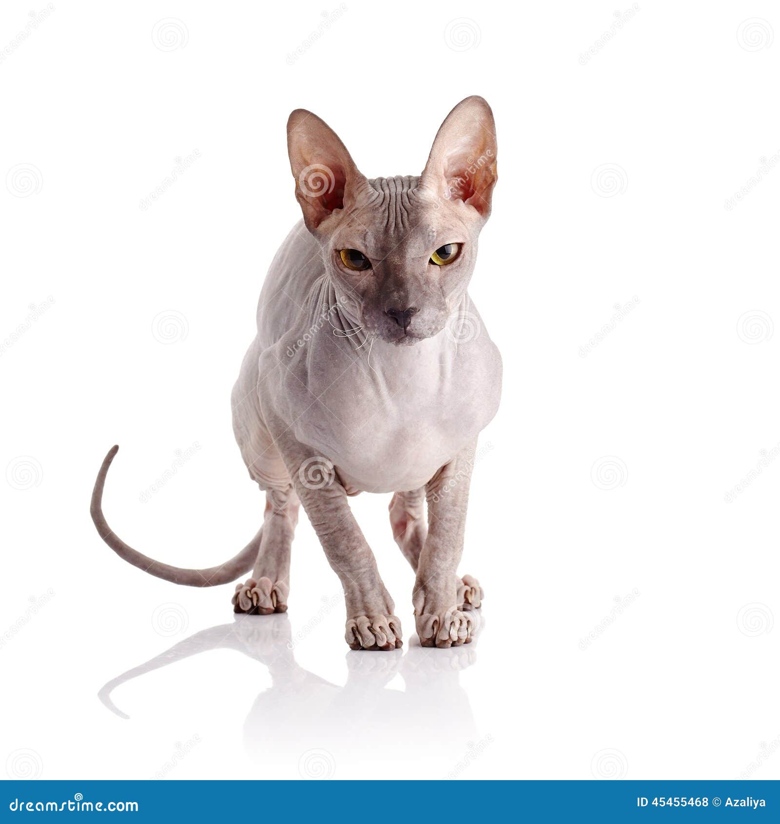 Gato calvo foto de stock. Imagem de nanômetro, objetos - 45455468