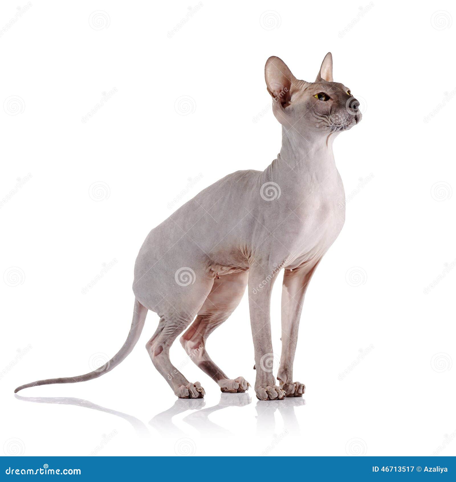 Gato calvo imagem de stock. Imagem de esfinge, focinho - 46713517
