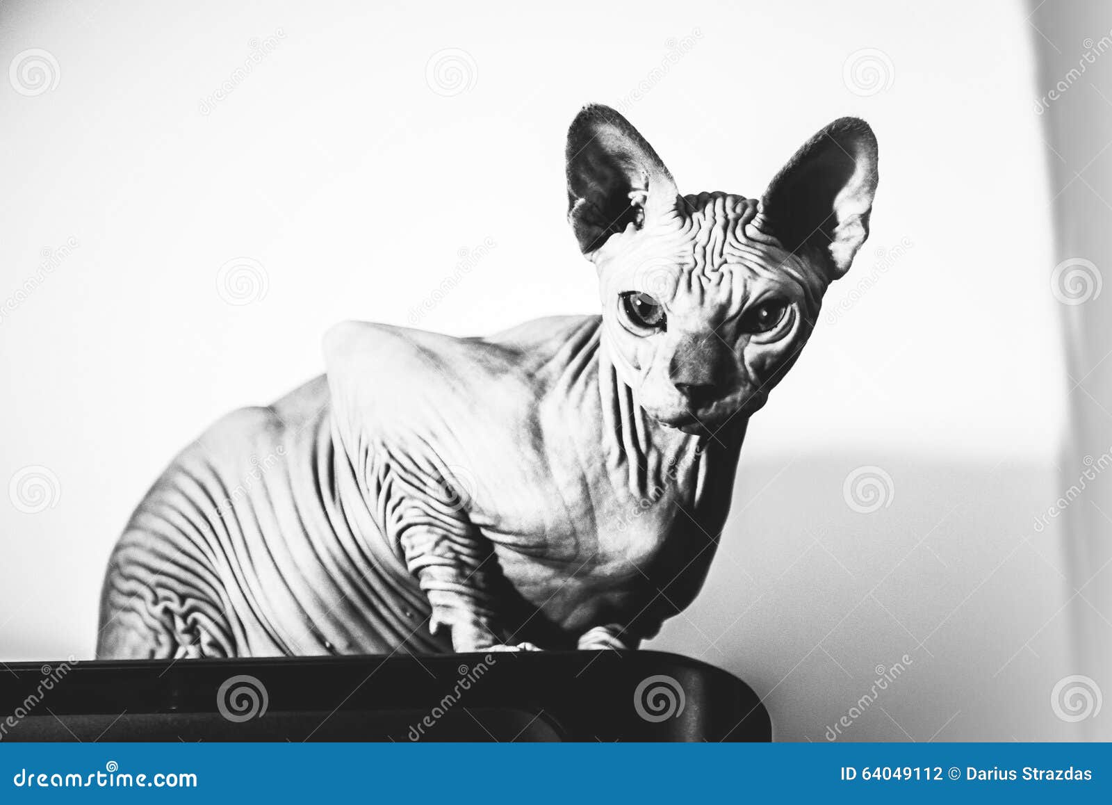 Gato calvo foto de stock. Imagem de pele, animal, branco - 64049112