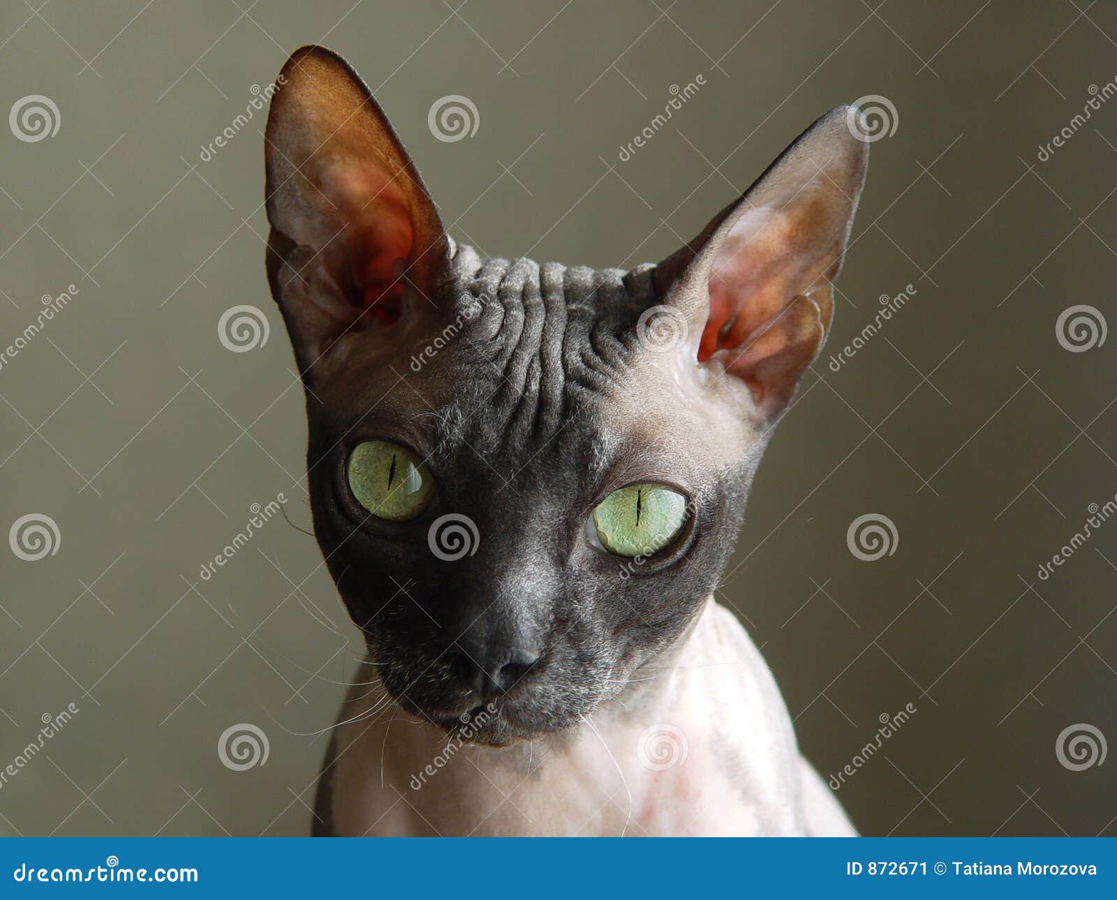 Gato calvo imagen de archivo. Imagen de poco, gatito, barbas - 872671