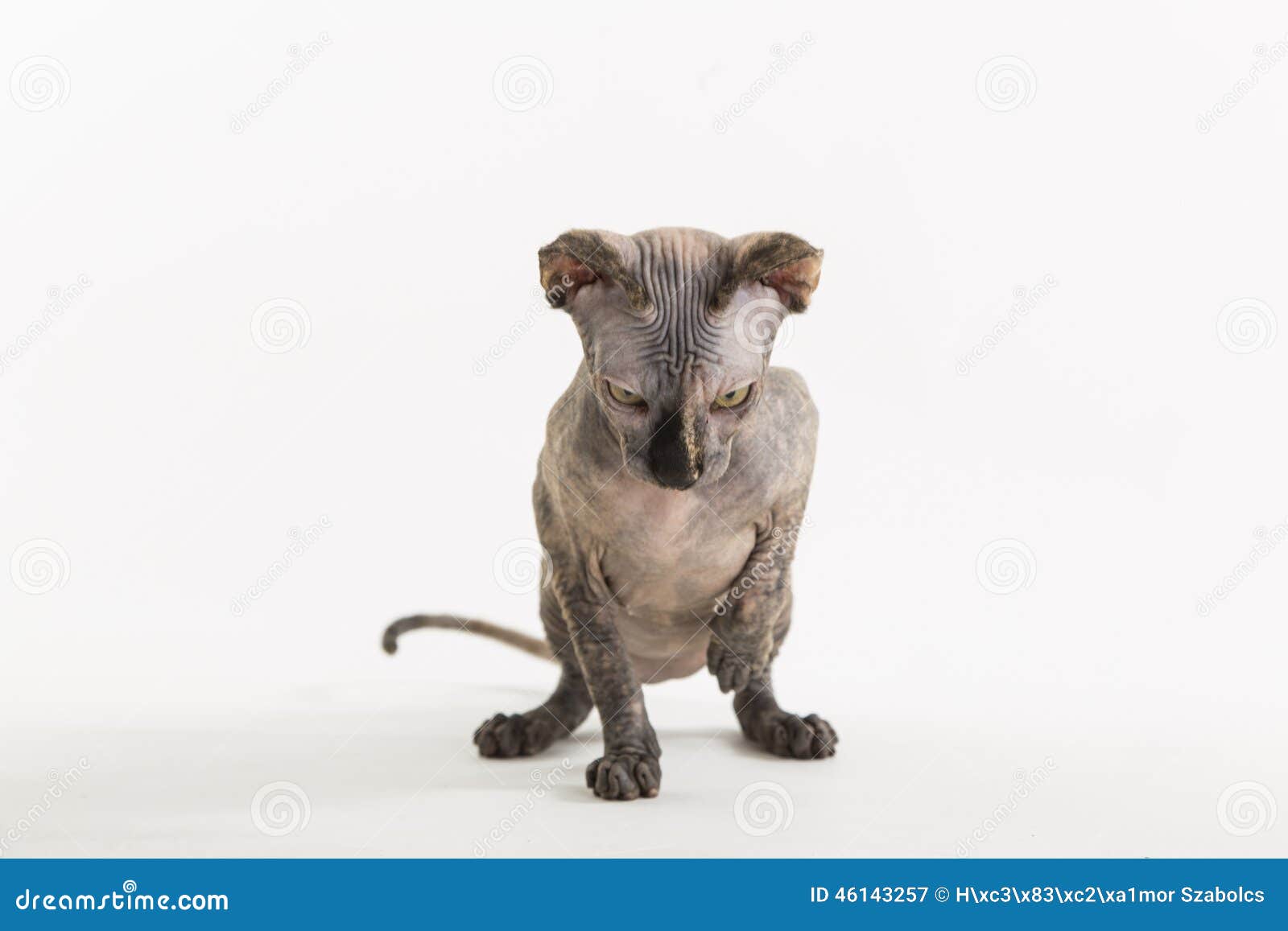 Gato Calvo Aislado (sphynx) Imagen de archivo - Imagen de doméstico ...