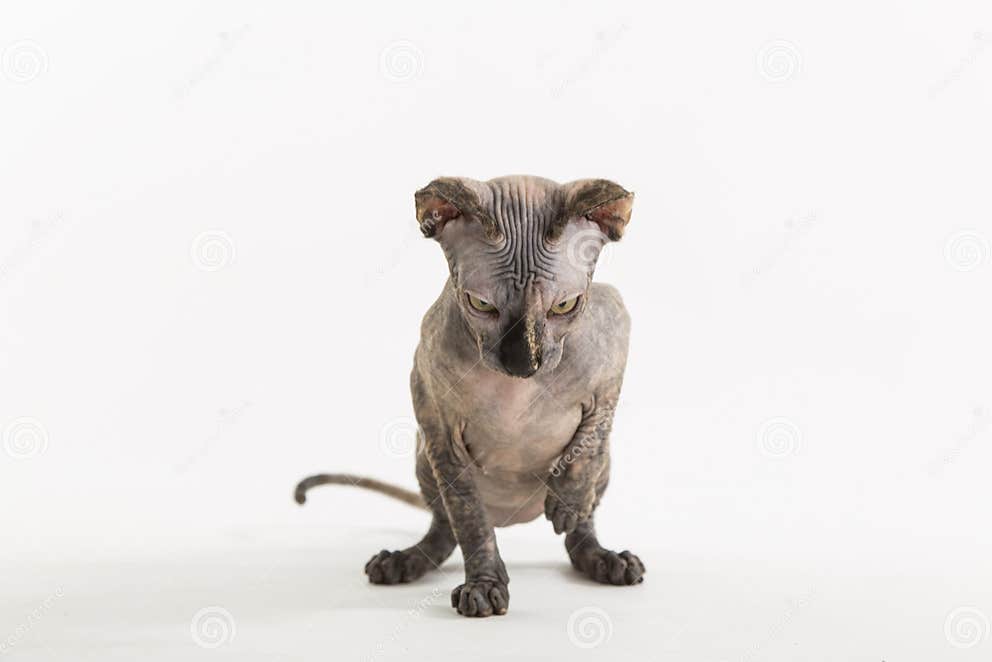 Gato Calvo Aislado (sphynx) Imagen de archivo - Imagen de doméstico ...