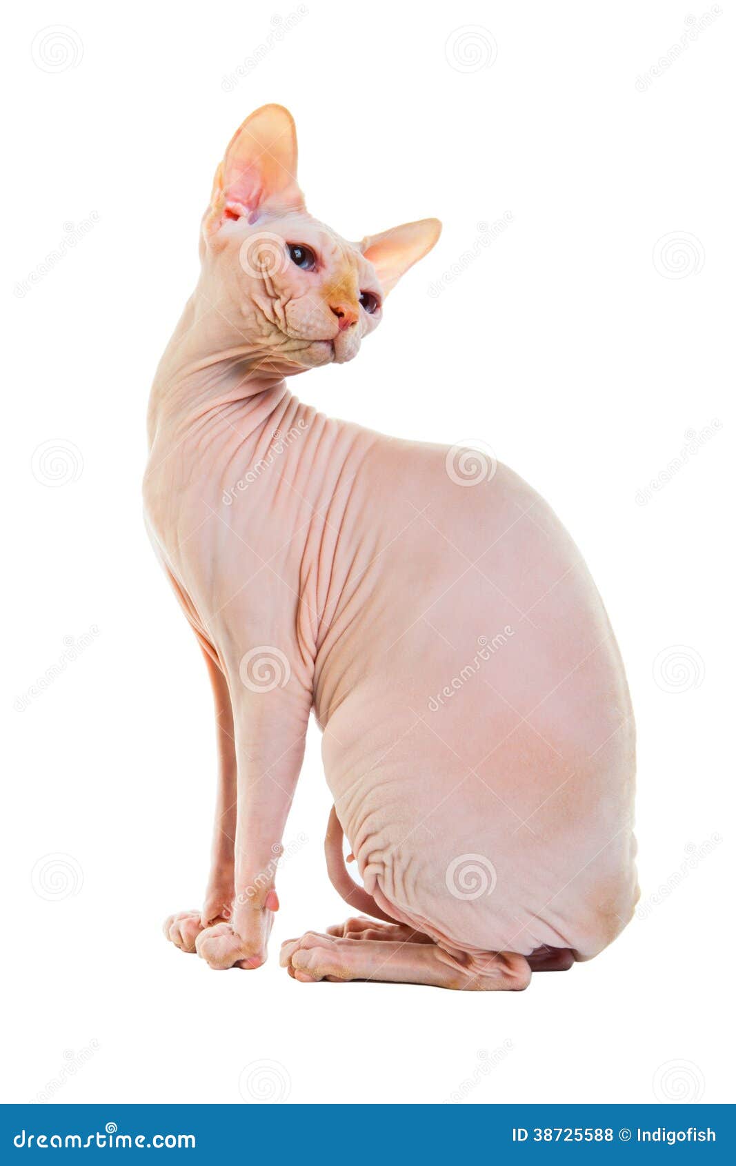 Gato calvo de Sphynx foto de stock. Imagem de pele, retrato - 38725588